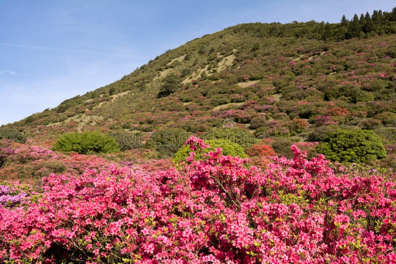 Azalea and hill stock image. Image of asia, plant, field - 66228377