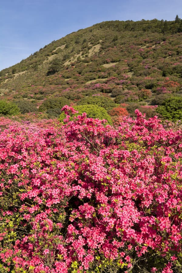 Azalea and hill stock photo. Image of blossom, flores - 66228324
