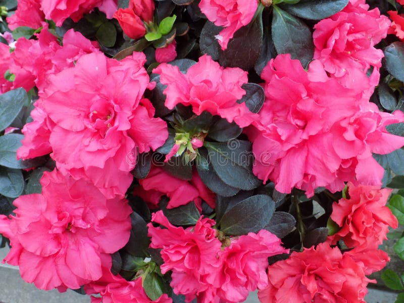 Azalea-INDOOR PLANT stock photo. Image of flowers, botany - 129451320