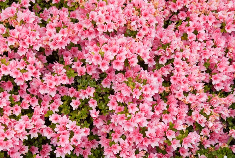 Azalea Kirin stock photo. Image of flowers, formal, green - 3252552