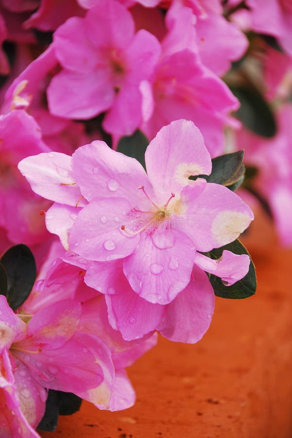 Rhododendron Kirin Stock Photos - Free & Royalty-Free Stock Photos from ...