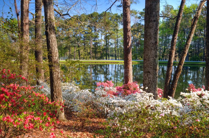 Middleton Plantation SC Azalea Garden in Bloom Editorial Photography ...