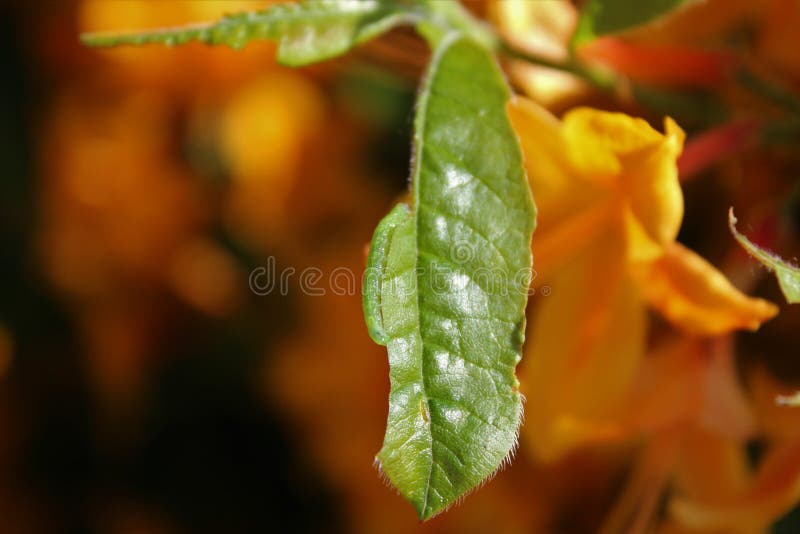 The Azalea Leaf Chewed by an Azalea Sawfly Stock Image - Image of ...