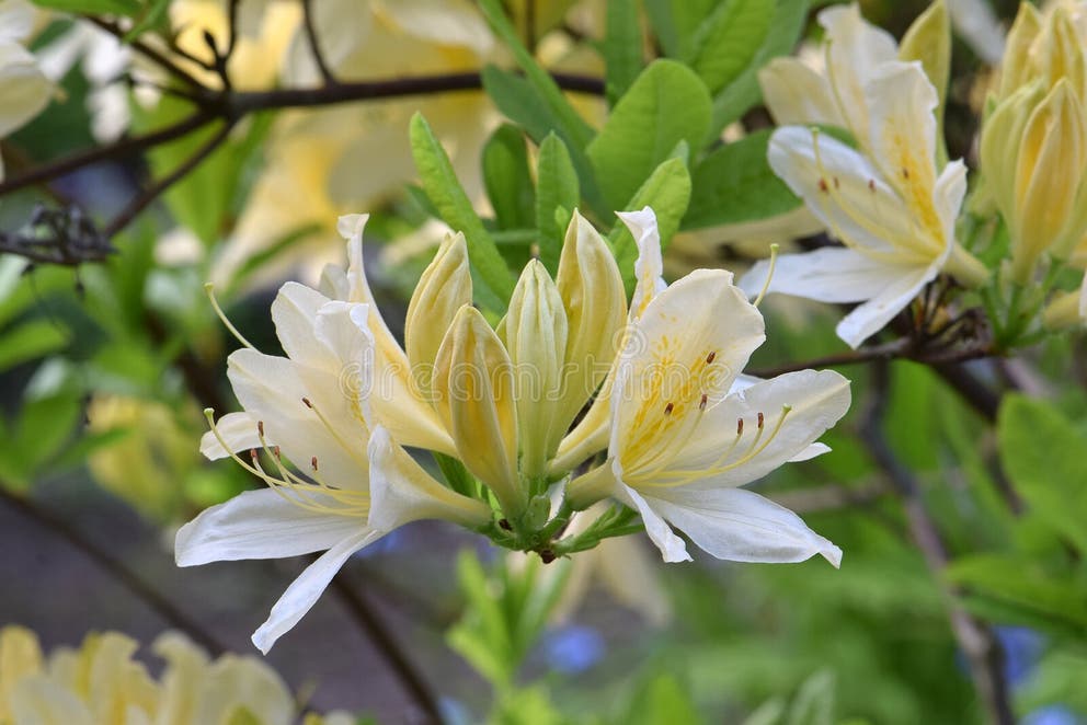 Lemon Azalea Flower Blossom Stock Photo - Image of floral, azalea ...