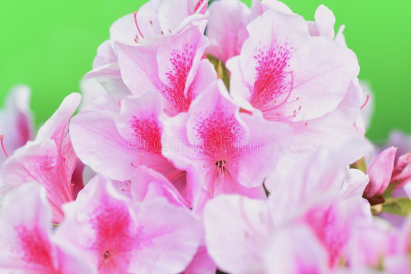 Azalea blossoms stock image. Image of flower, gorgeous - 145435497
