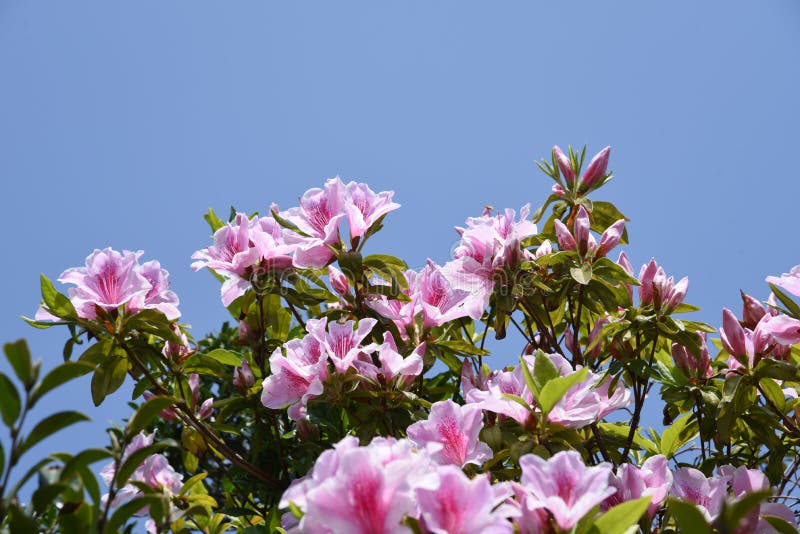 Azalea blossoms stock photo. Image of blossom, blooming - 145435500
