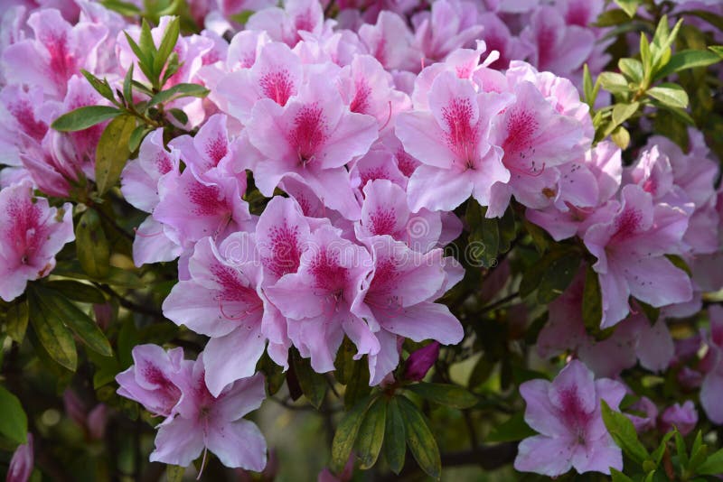Azalea blossoms stock image. Image of beautiful, leaves - 145435505
