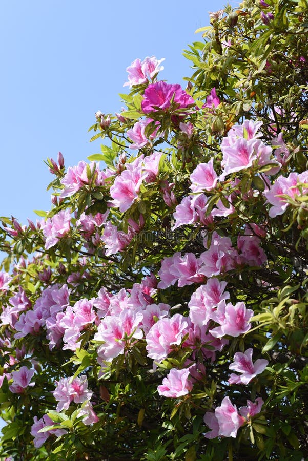 Azalea blossoms stock image. Image of color, blossoms - 145435507