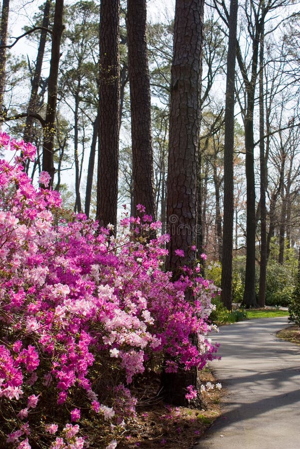 Azalea Path stock photo. Image of pavement, flowers, trail - 27753658