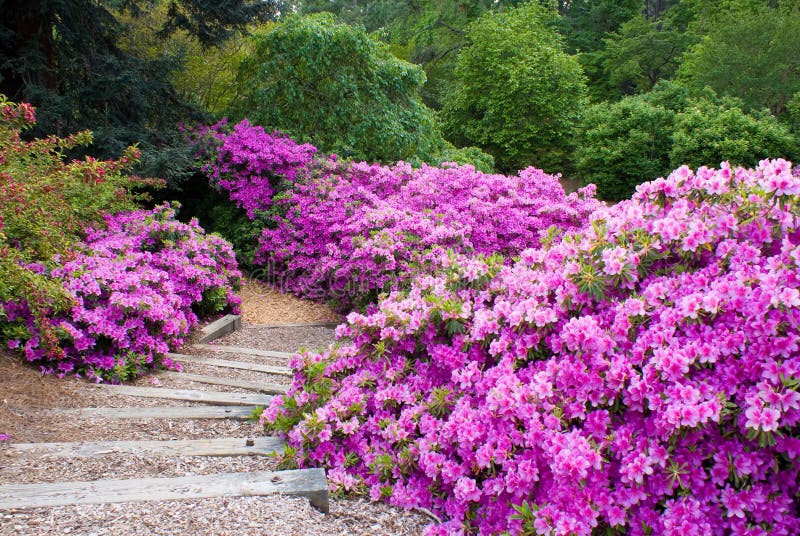 Azalea Path stock photo. Image of pink, stairs, norfolk - 28528550