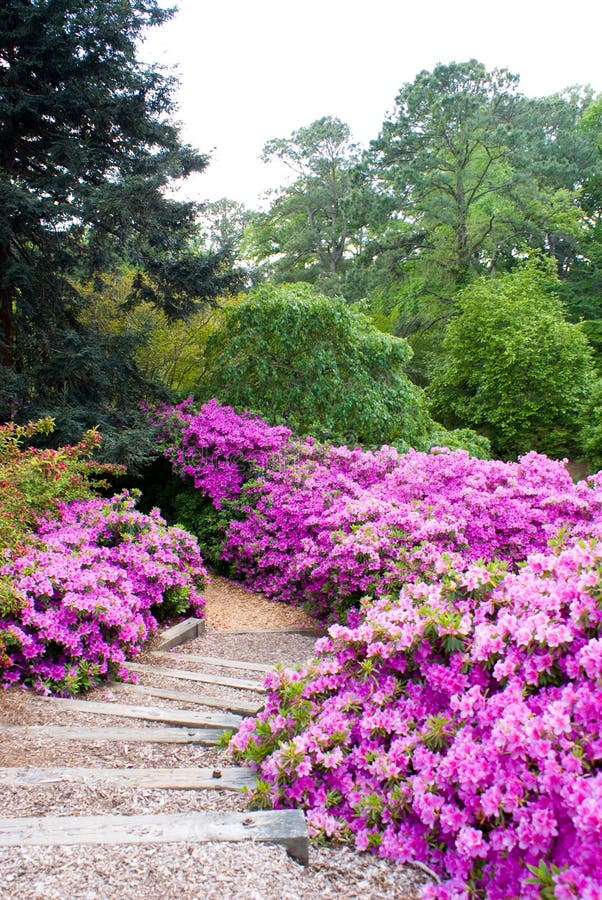 Garden Path through Azaleas South Carolina Stock Image - Image of dirt ...