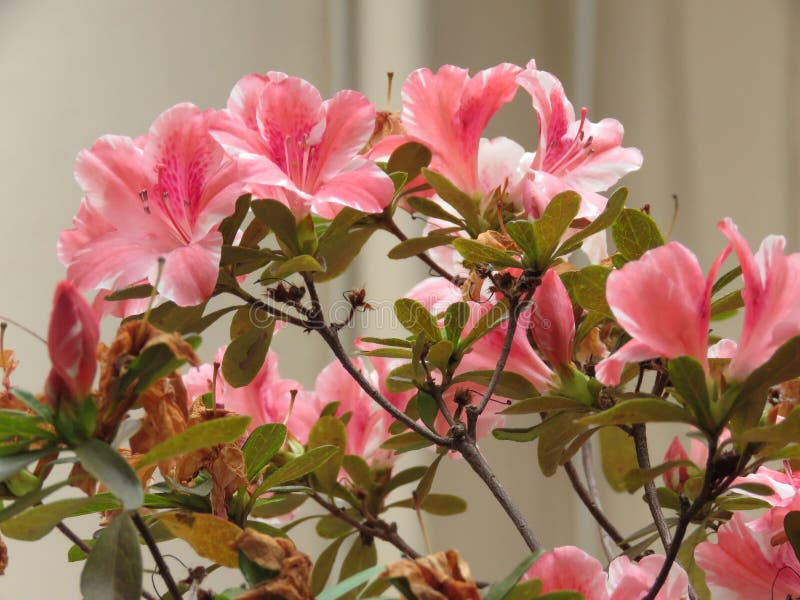 Azalea Branches with Beautiful Delicate Pink Flowers on a Blurre Stock ...