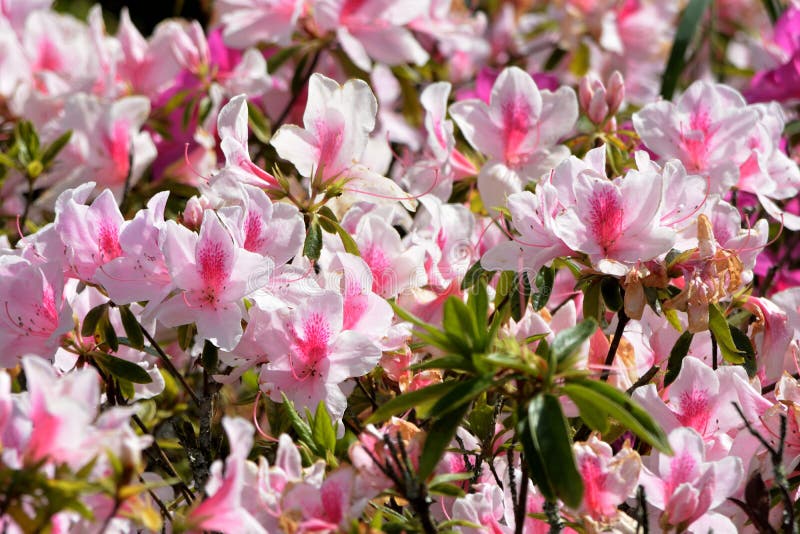 Azalea stock image. Image of pink, beauty, hedge, lantana - 92166151