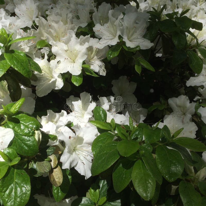 Azalea stock photo. Image of plant, flower, garden, azalea - 53319598