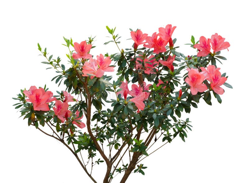 Azalea Que Florece En árbol Imagen de archivo - Imagen de planta ...
