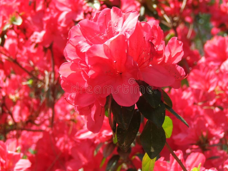 Azalea stock image. Image of plant, ericales, shrub, north - 91034143