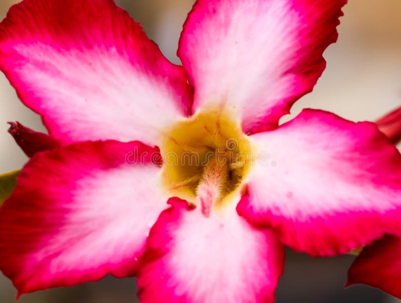 Azalea Red Colors Beautiful. Stock Photo - Image of color, botany: 47675278