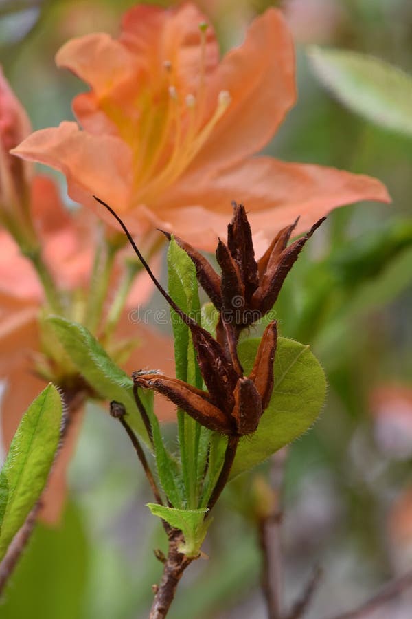 Salmon Azalea with Dead Blossom Buds Stock Image - Image of nature ...