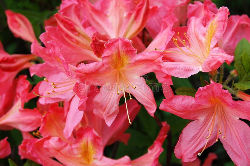 Azalea Rhododendron Molle. Azul Imagen de archivo - Imagen de fragante ...