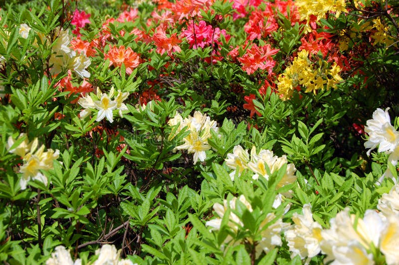 Azalea Rhododendron Molle. Azul Imagen de archivo - Imagen de hojas ...