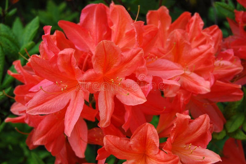 Azalea Rhododendron Molle. Azul Foto de archivo - Imagen de arriate ...