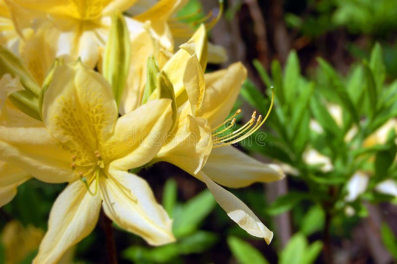 Azalea Rhododendron Molle. Azul Foto de archivo - Imagen de color ...