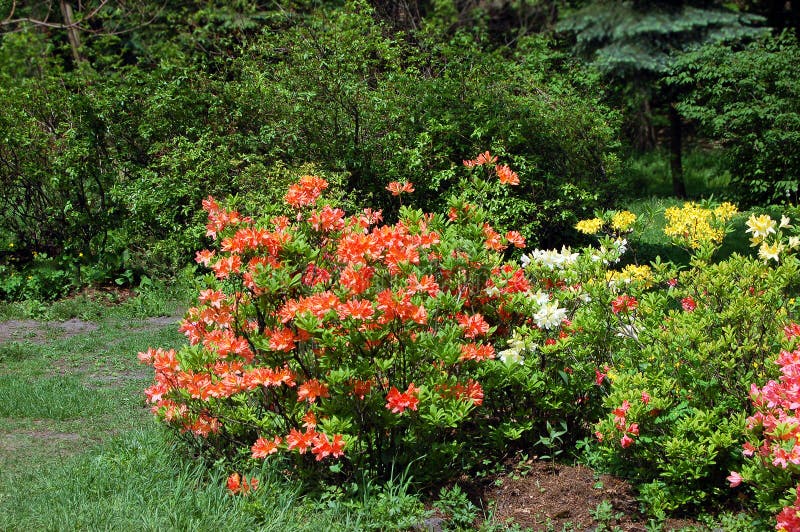 Azalea Rhododendron Molle. Azul Foto de archivo - Imagen de hoja, aroma ...