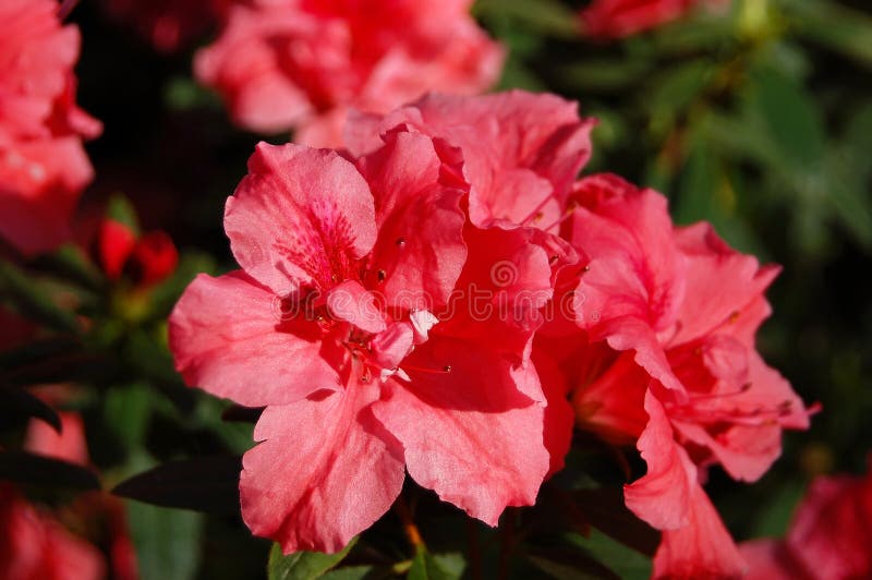 Azalea Rhododendron Molle. Blume Stock Photo - Image of florescence ...