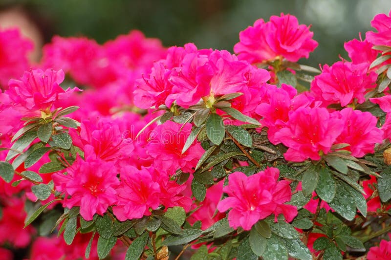 Azalea Rhododendron Molle. Blume Stock Image - Image of aroma ...