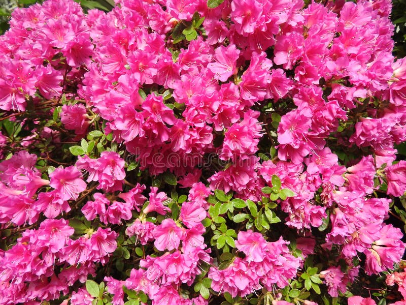Azalea in Different Colors and Different Sizes Stock Image - Image of ...