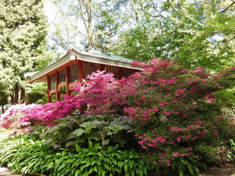 Azalea in Different Colors and Different Sizes Stock Image - Image of ...