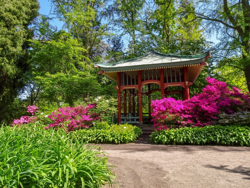 Azalea in Different Colors and Different Sizes Stock Photo - Image of ...