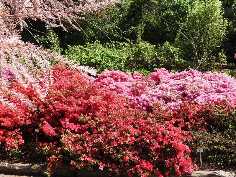 Azalea in Different Colors and Different Sizes Stock Image - Image of ...