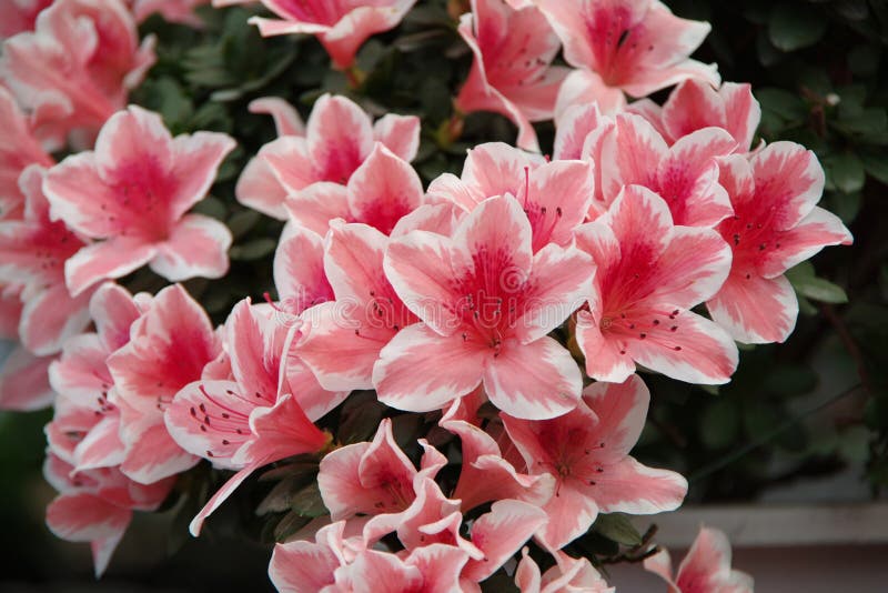 Azalea roja imagen de archivo. Imagen de rododendro, plantas - 85546999