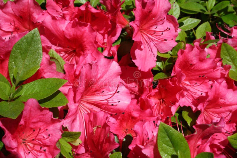 Azalea roja en el sol imagen de archivo. Imagen de intenso - 121484015