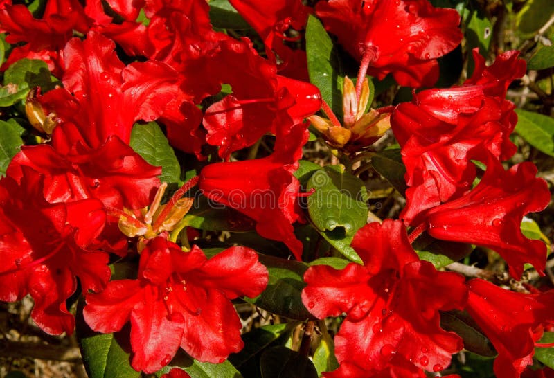 Azalea imagen de archivo. Imagen de hermoso, resorte - 46246583