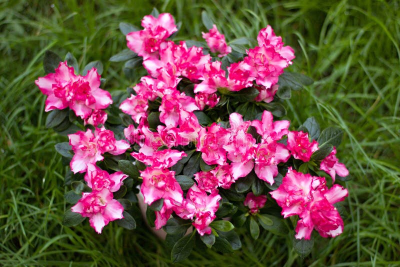 Azalea stock image. Image of growth, color, fresh, admire - 137744543