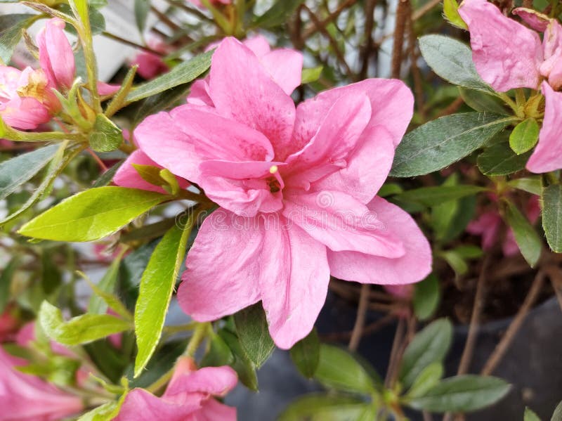 Azalea rosa king imagen de archivo. Imagen de flor, color - 219004405