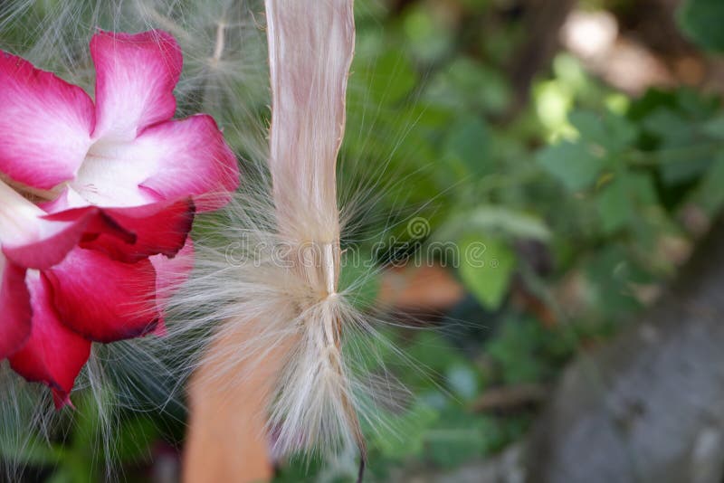 Azalea Seeds from the Pod Scattered Stock Photo - Image of asia, botany ...