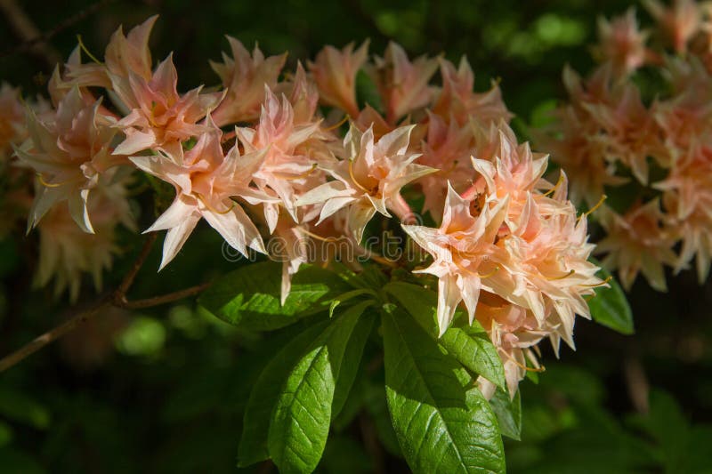 Azalea shrub blooming stock image. Image of outdoors - 316660829
