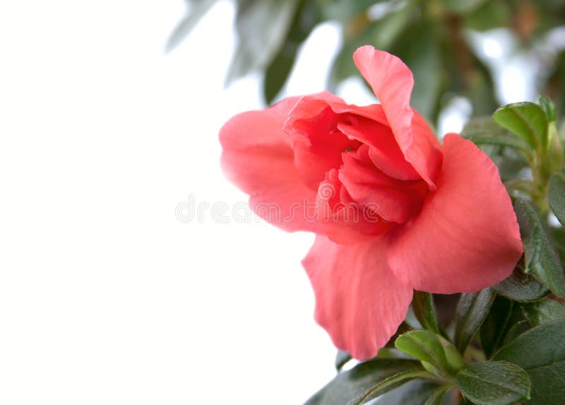 Azalea Single Semi-blown Bud Stock Photo - Image of leaf, azalea: 36183204