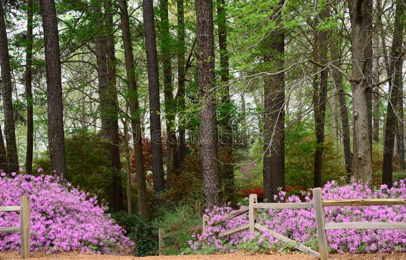 Azalea Trail stock image. Image of flowers, rustic, bloom - 18956683