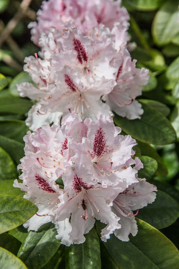 Azalea tree in bloom stock photo. Image of japanese - 189069708