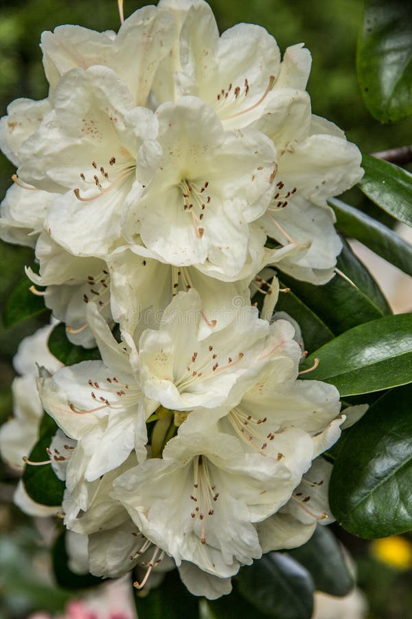Azalea tree in bloom stock image. Image of stamens, tree - 189069873