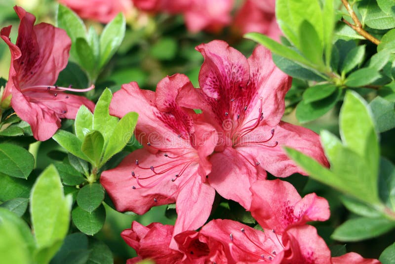 Azalea tree. stock photo. Image of close, blooming, azalea - 68671040