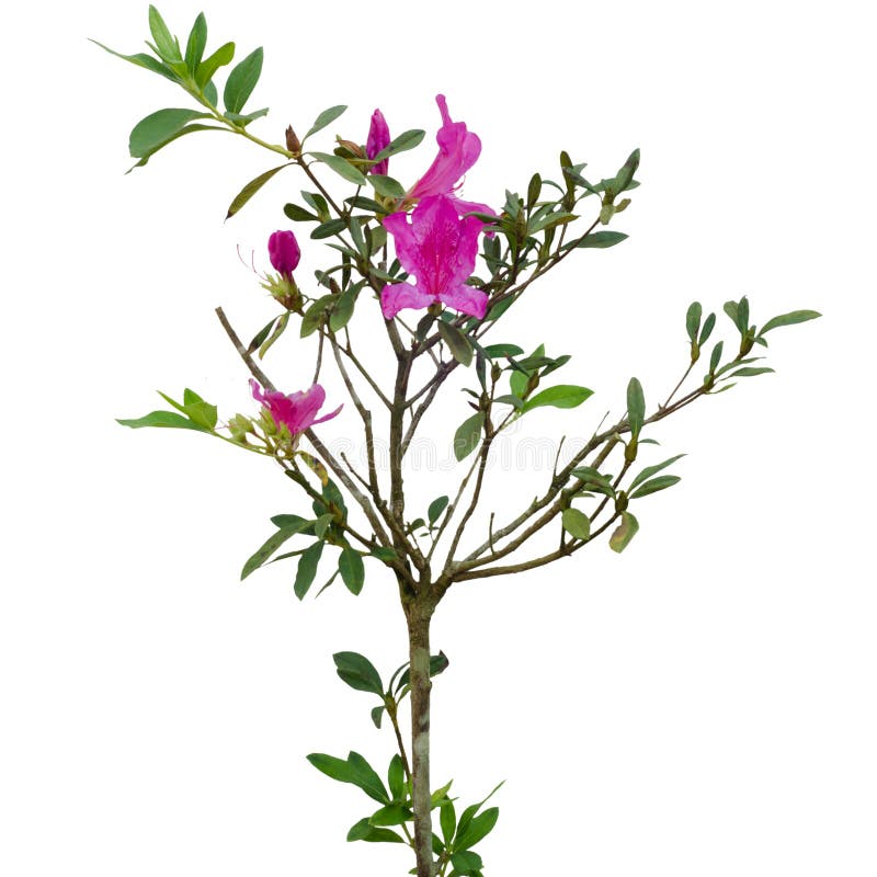 Azalea tree stock photo. Image of beautiful, delicate - 36003086