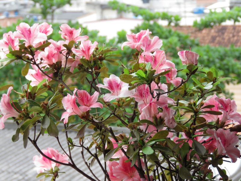 Azalea Branches with Beautiful Delicate Pink Flowers on a Blurre Stock ...