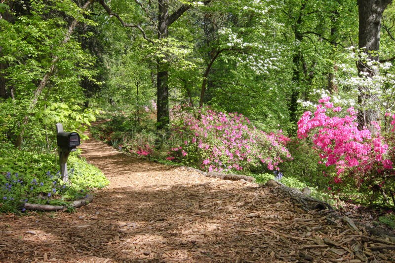 Azalea Walk US National Arboretum Washington DC Stock Image - Image of ...