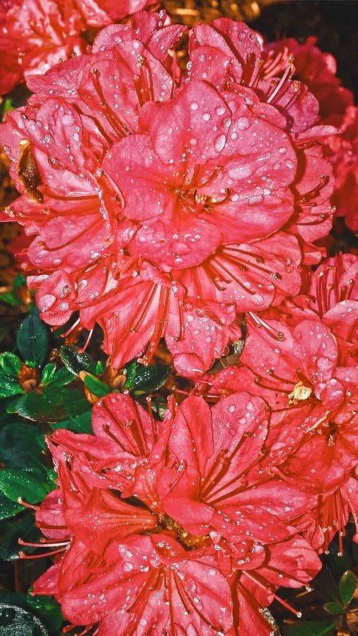 Azalea stock image. Image of water, azalea, flowers, covered - 93190997