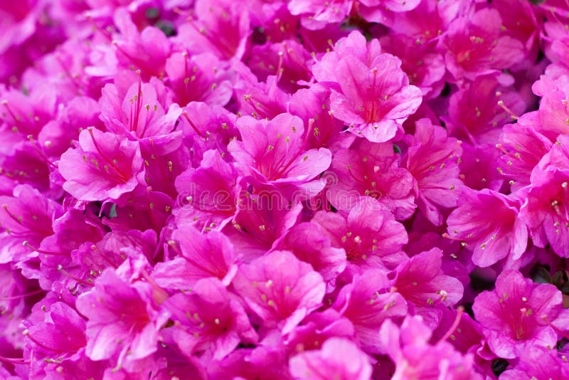 Azaleas stock image. Image of color, natural, pink, flowers - 14413173